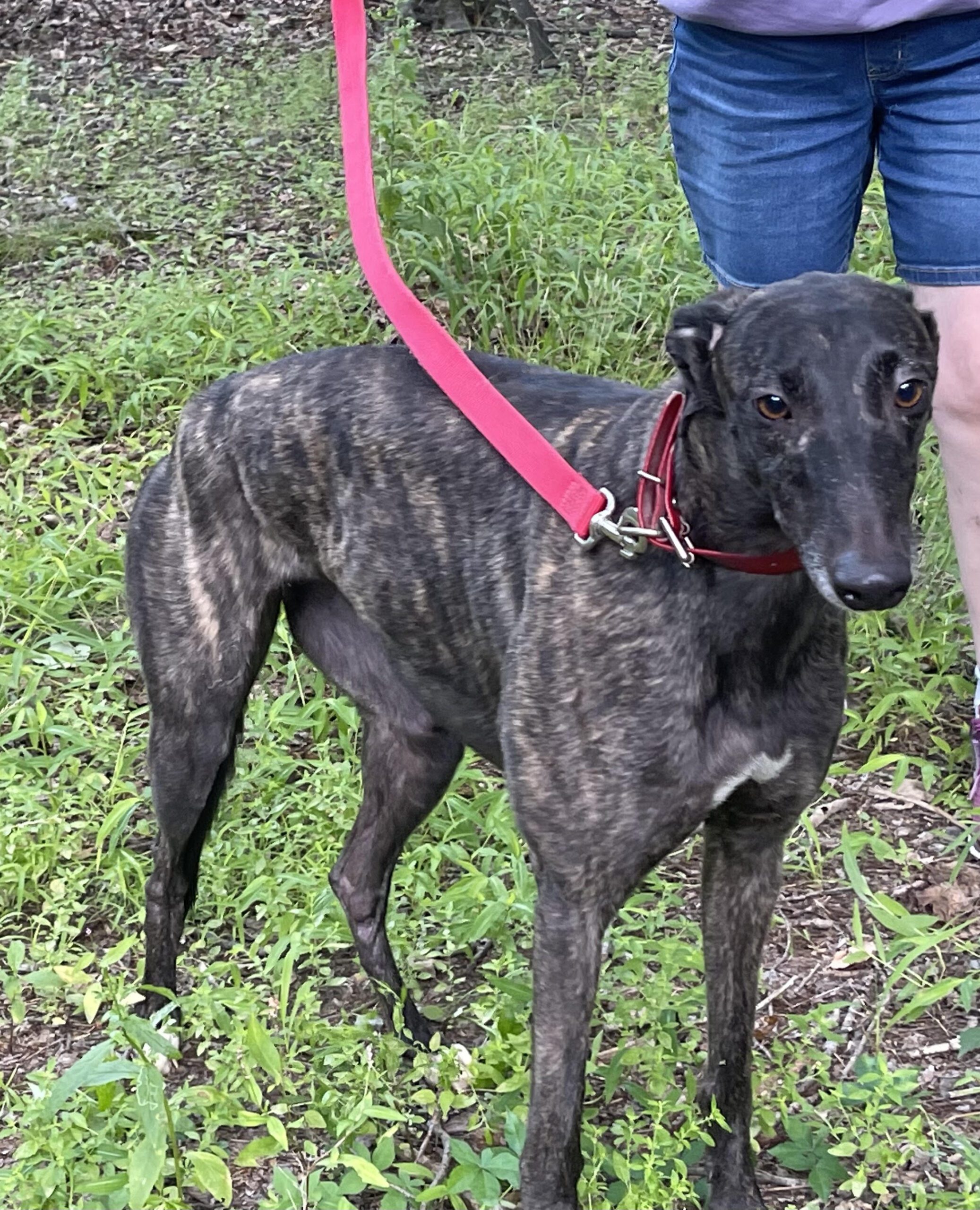 queen – Paws on the Mountain Greyhound Adoption